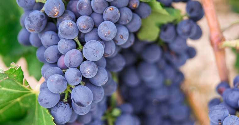 Domaine de la Ville Rouge